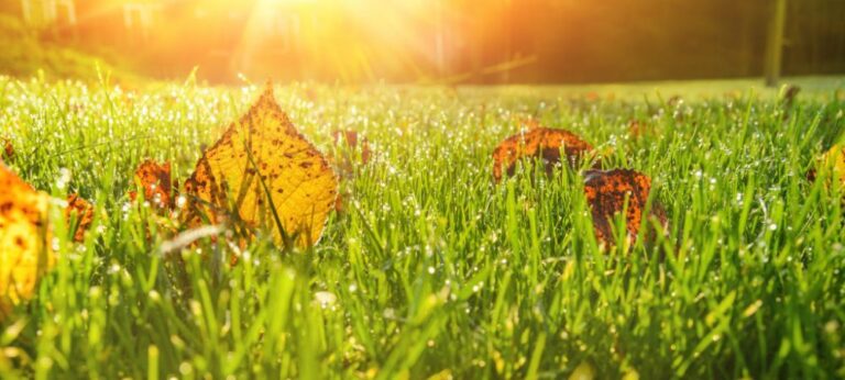 Conozca los procesos naturales del pasto durante el invierno - Sendero